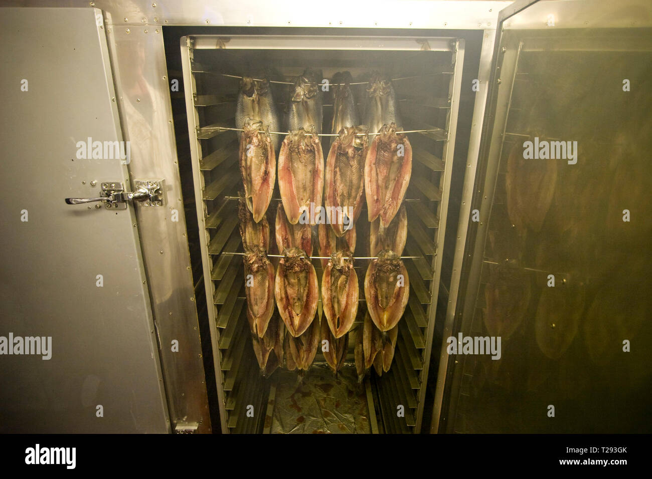 Freshly-caught eels being cured in an oven at a smokehouse on Anglesey ...