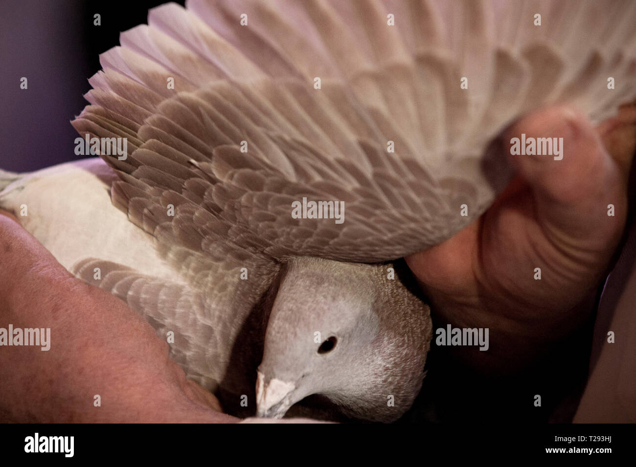 Pigeons in cage pigeon show hi-res stock photography and images - Alamy