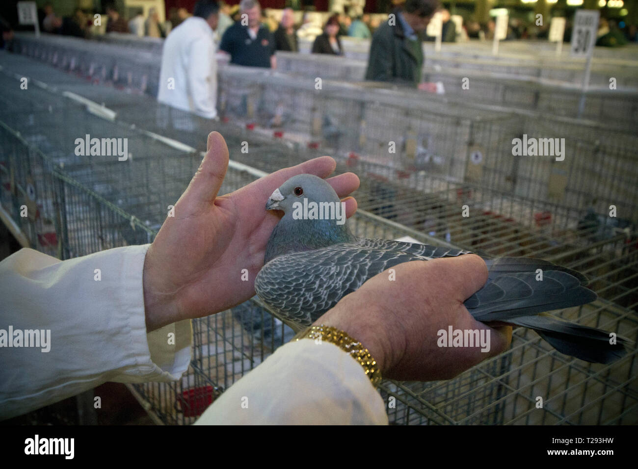 Pigeons in cage pigeon show hi-res stock photography and images - Alamy