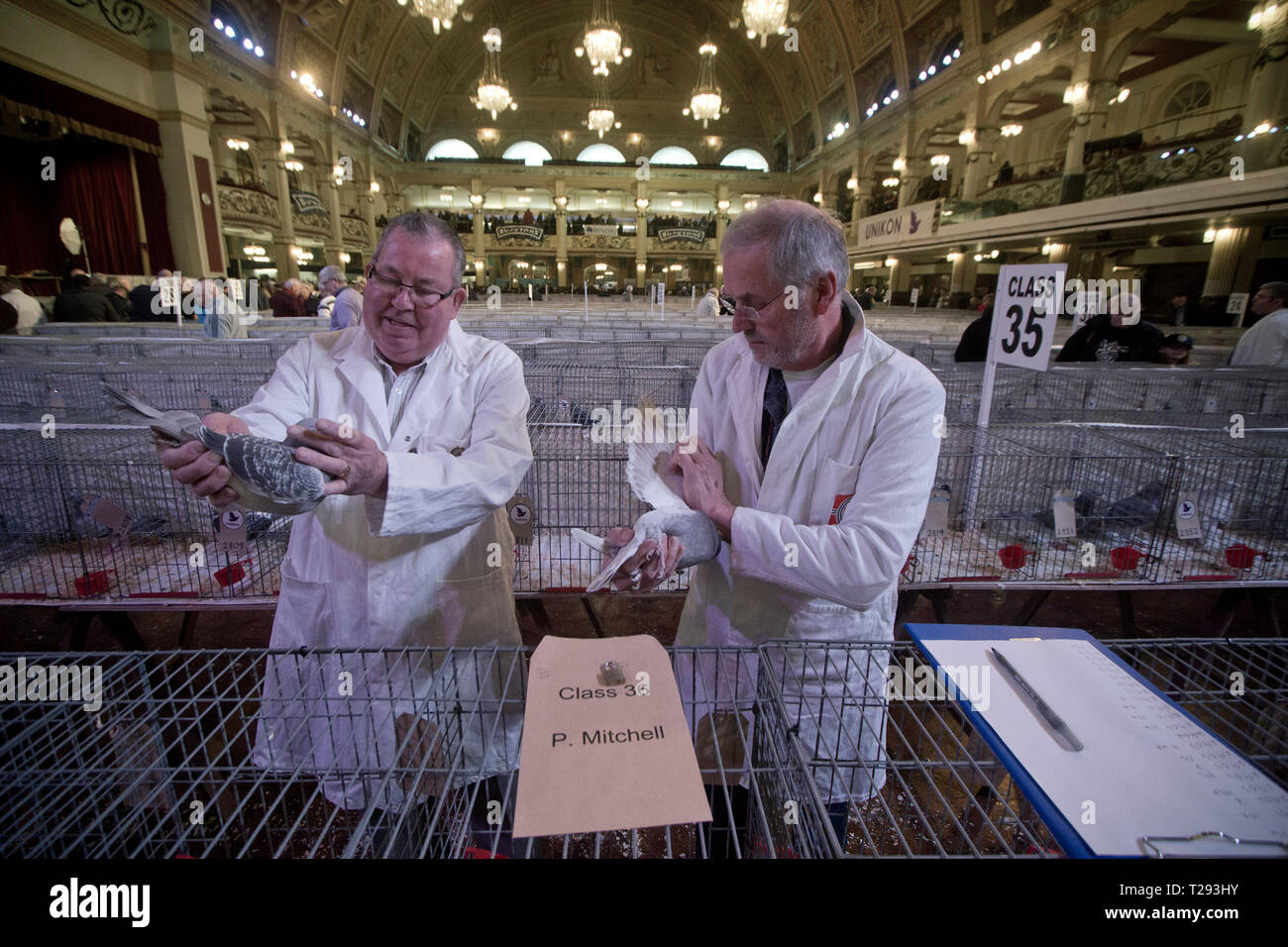 Pigeons in cage pigeon show hi-res stock photography and images - Alamy