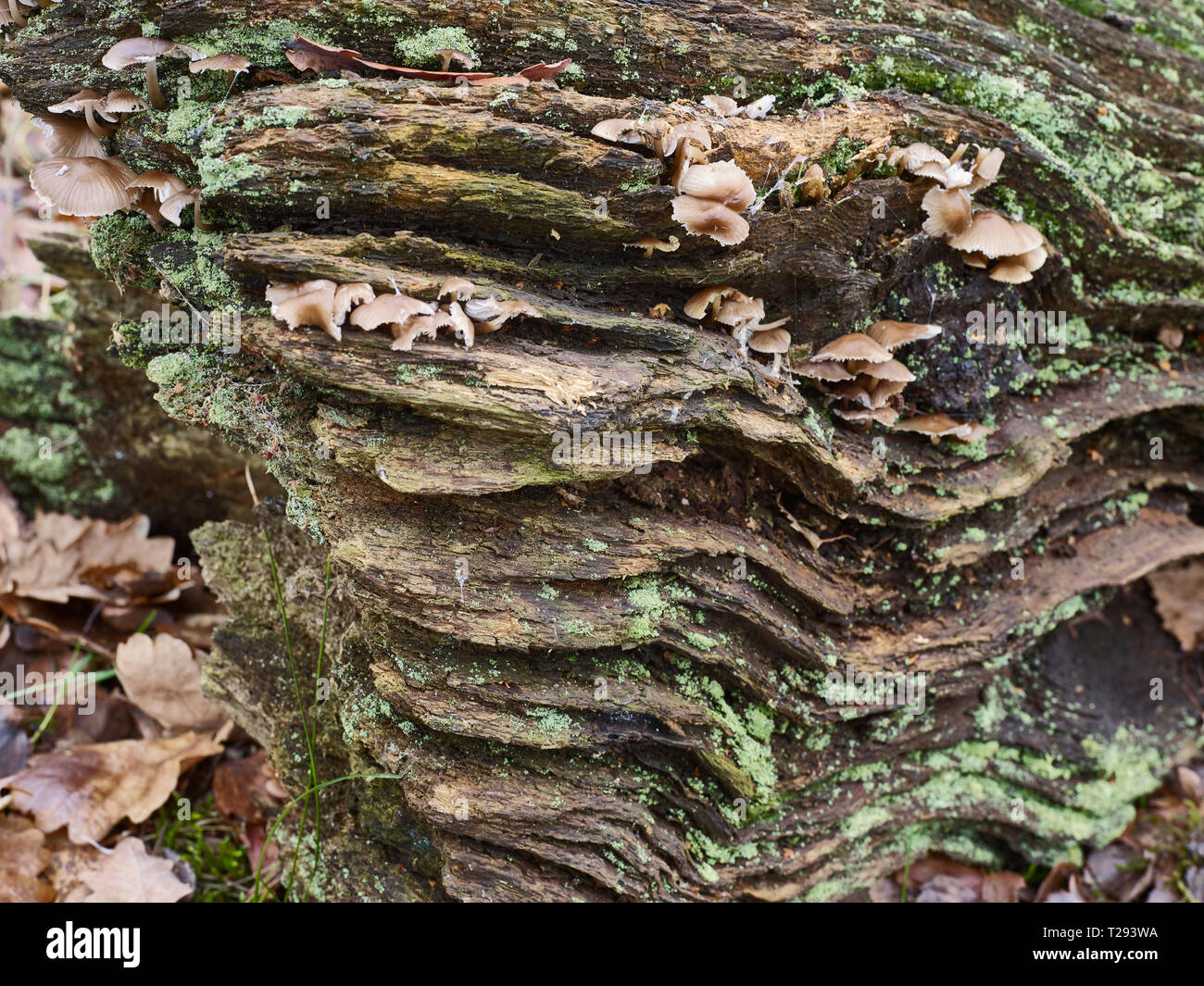 Rotting fabric hi-res stock photography and images - Alamy