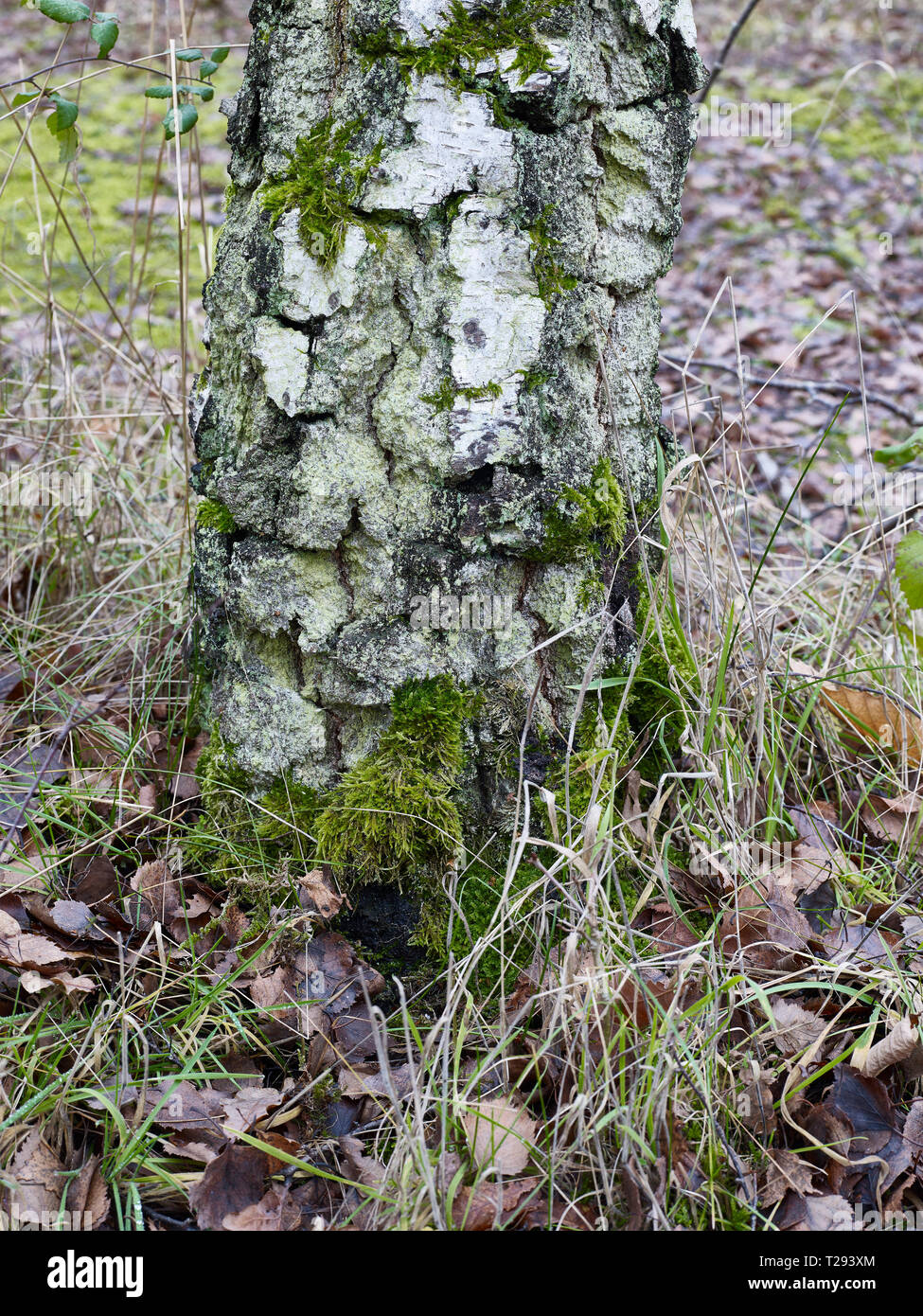 Birch tree trunk showing patterns and texture of bark natural woodland ...
