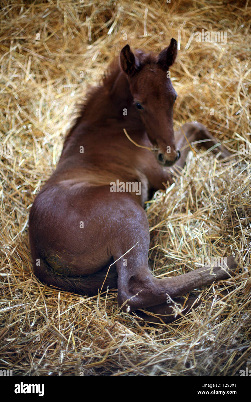 Photo of a newborn thoroughbred colt in pen at rural animal farm Stock ...