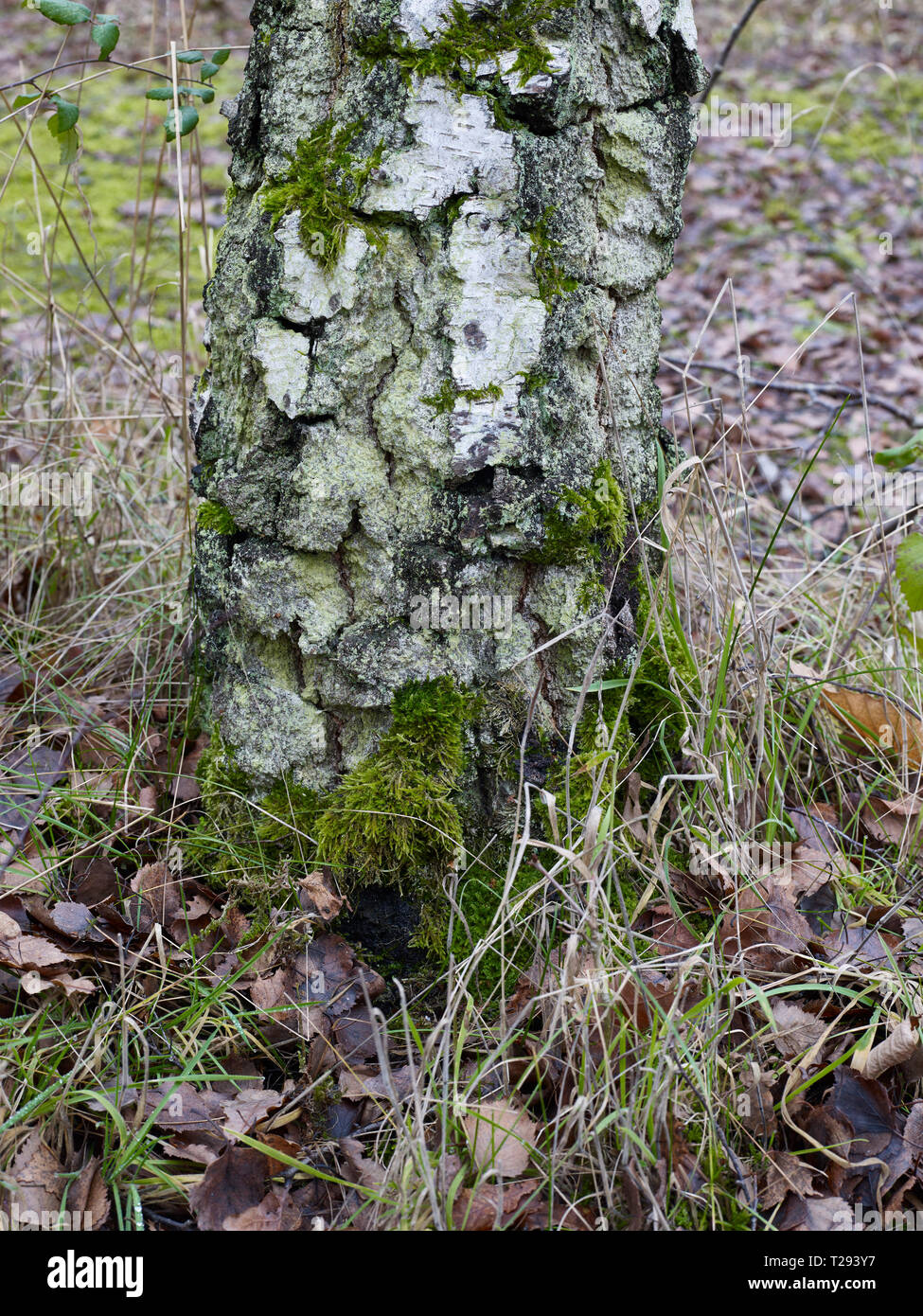 Birch tree trunk showing patterns and texture of bark natural woodland ...