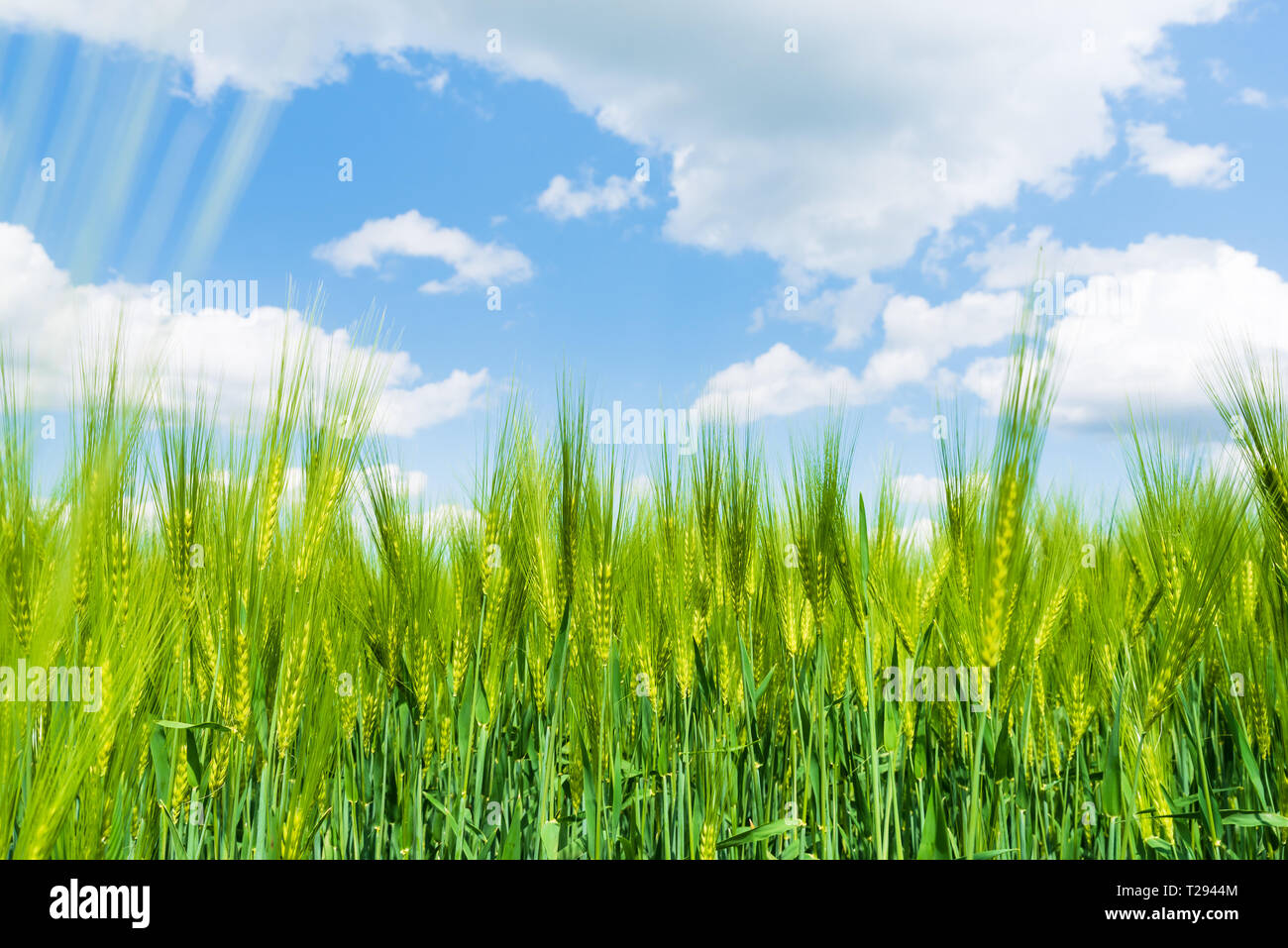 Ears of green rye with blue sky on background, natural background ...
