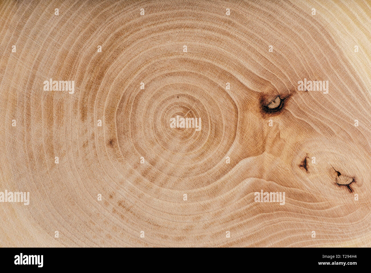 Ash wood slab texture with annual rings, background or wallpaper Stock ...