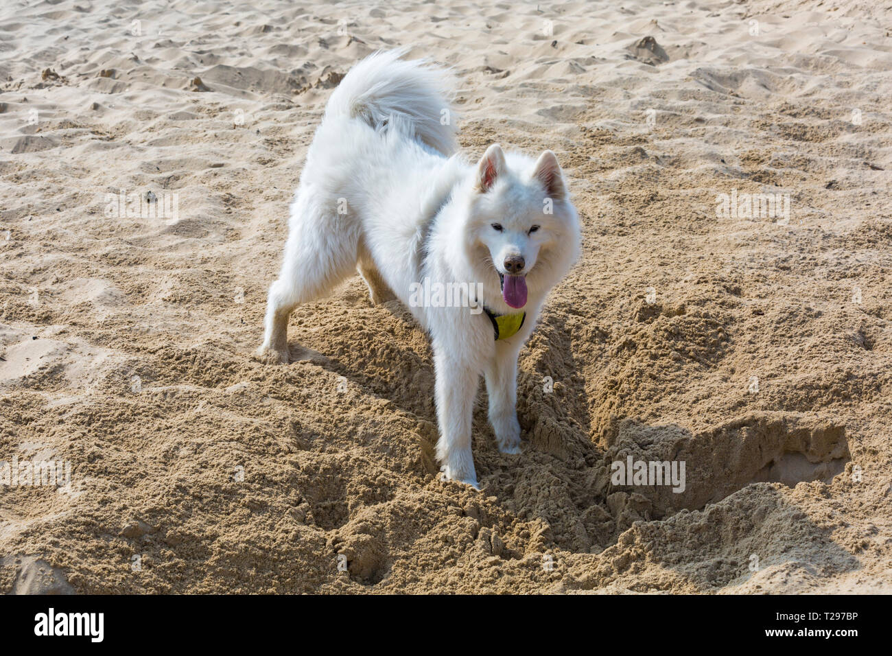 Keep digging hi-res stock photography and images - Alamy