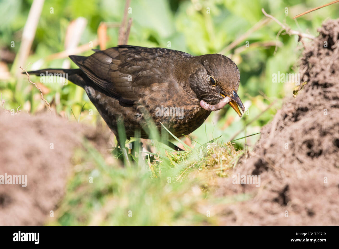Large worm hi-res stock photography and images - Alamy