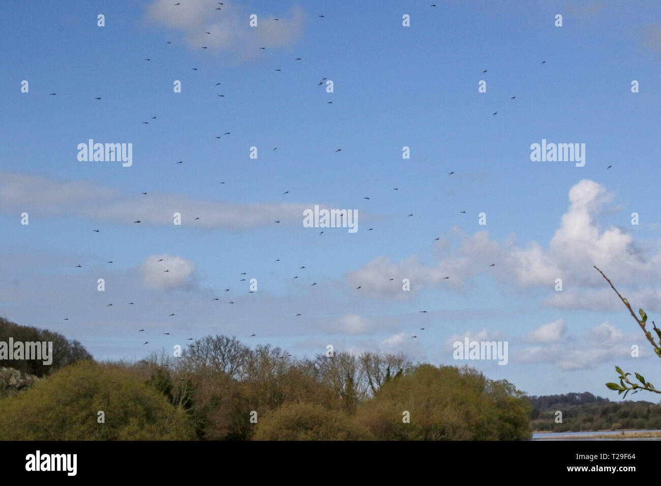 River Quoile, Downpatrick, County Down, Northern Ireland. 31 March 2019 ...