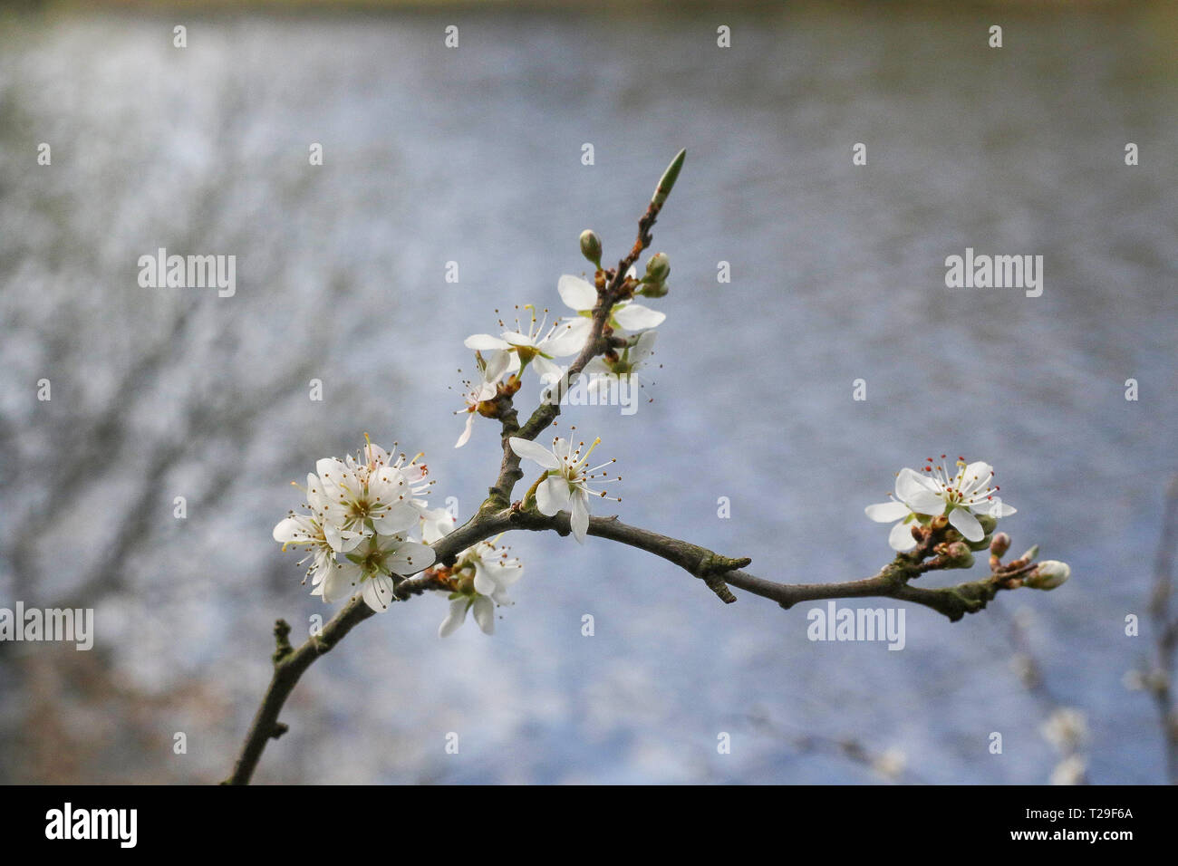 River Quoile, Downpatrick, County Down, Northern Ireland. 31 March 2019 ...