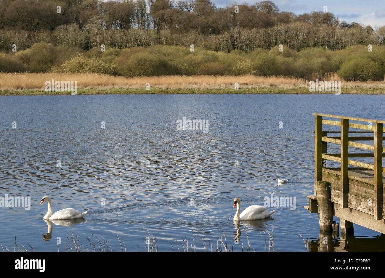 River Quoile, Downpatrick, County Down, Northern Ireland. 31 March 2019 ...