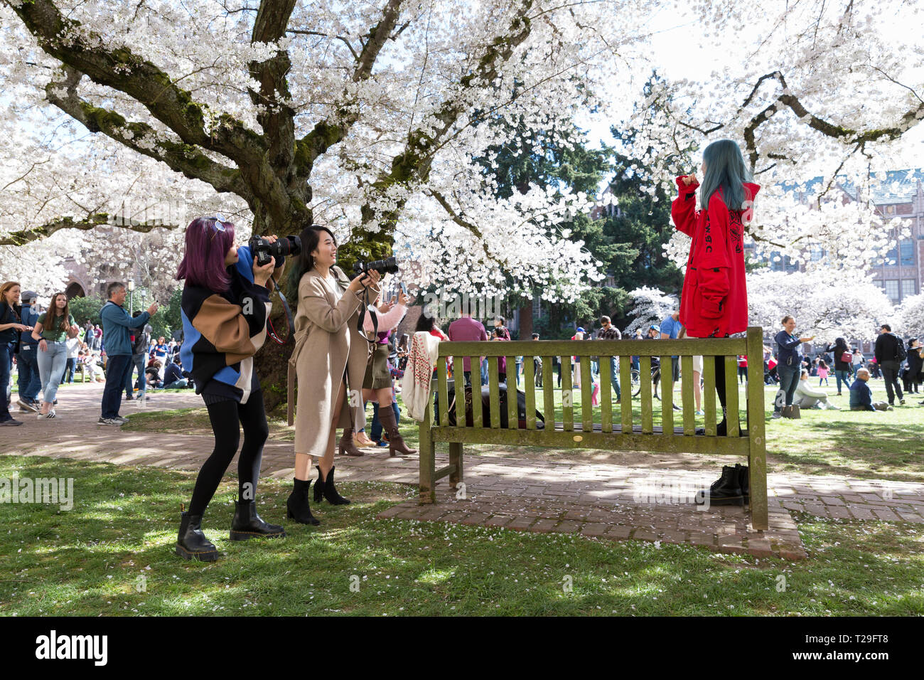 Taking photos of cherry trees hi-res stock photography and images - Alamy