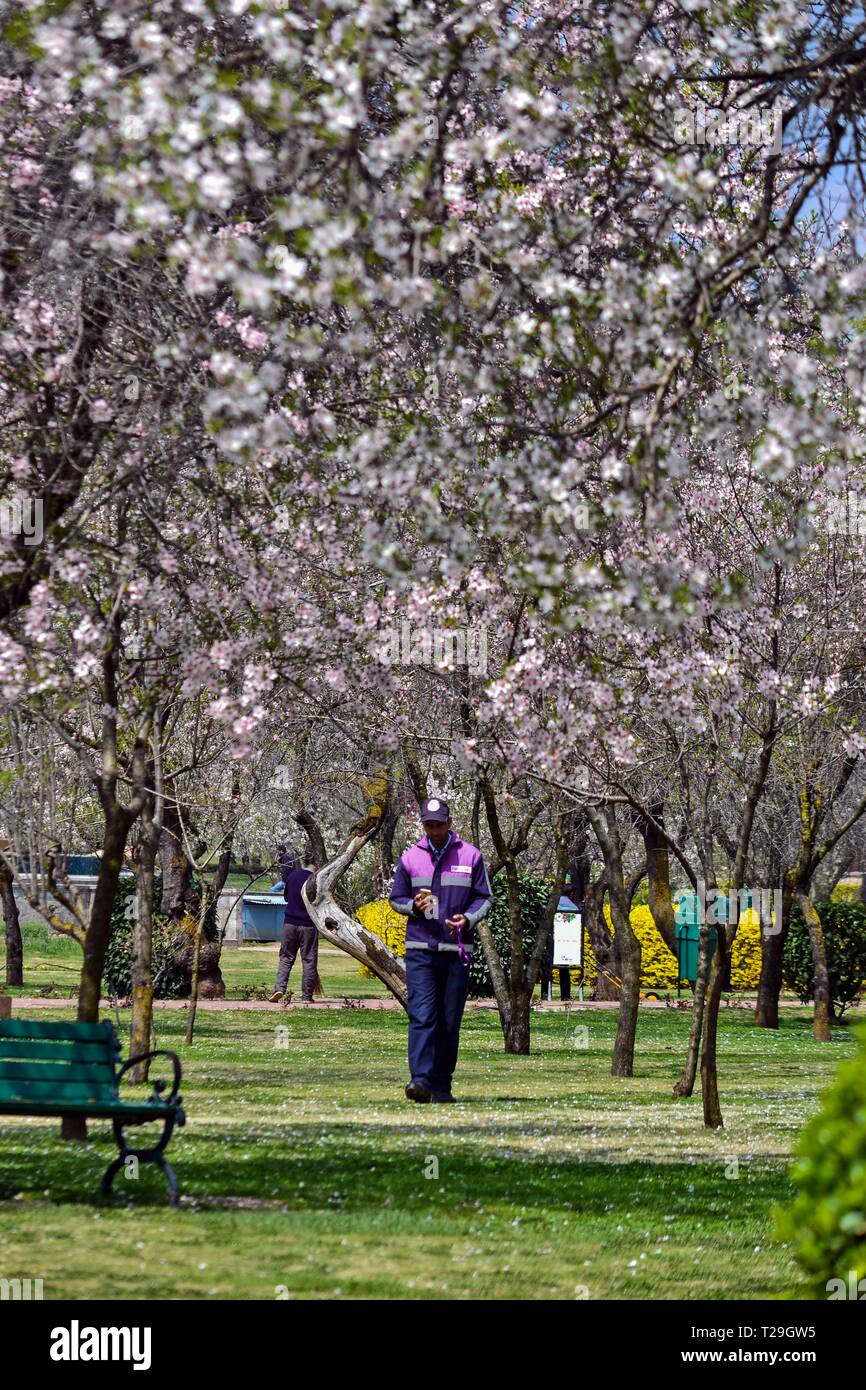 Past blossoms hi-res stock photography and images - Alamy