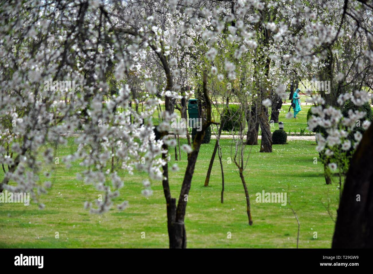 Srinagar, Kashmir. 31st Mar, 2019. A girl seen walking past blooming ...