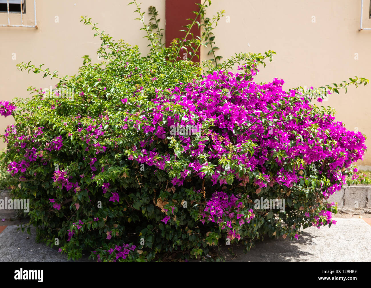 Purple flowers on a bush in St Lucia, The Caribbean Stock Photo - Alamy