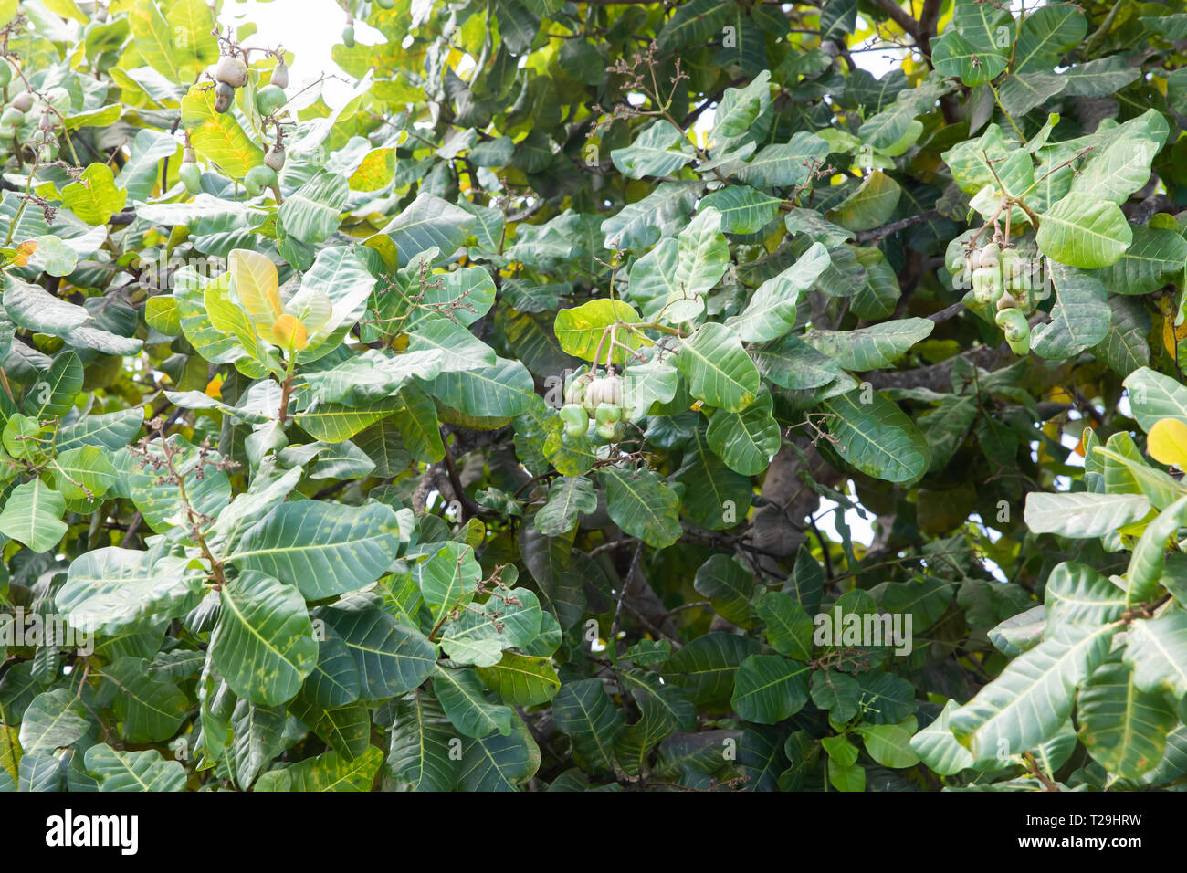 Cashew Nuts tree in St Lucia, The Caribbean Stock Photo - Alamy