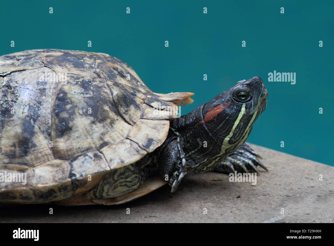 Fresh water turtle Stock Photo - Alamy