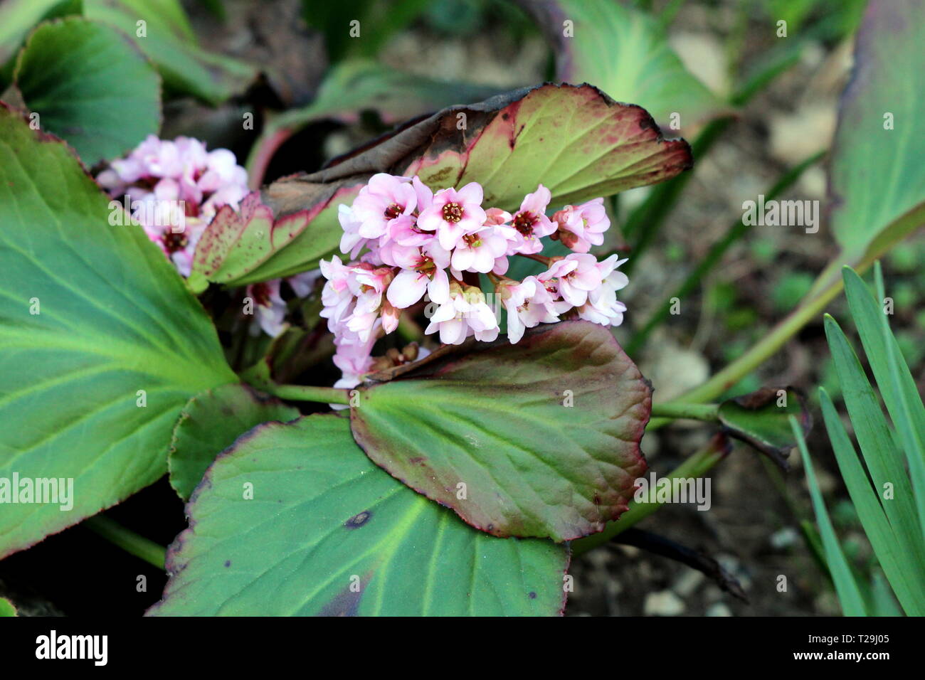Elephants ears hi-res stock photography and images - Alamy