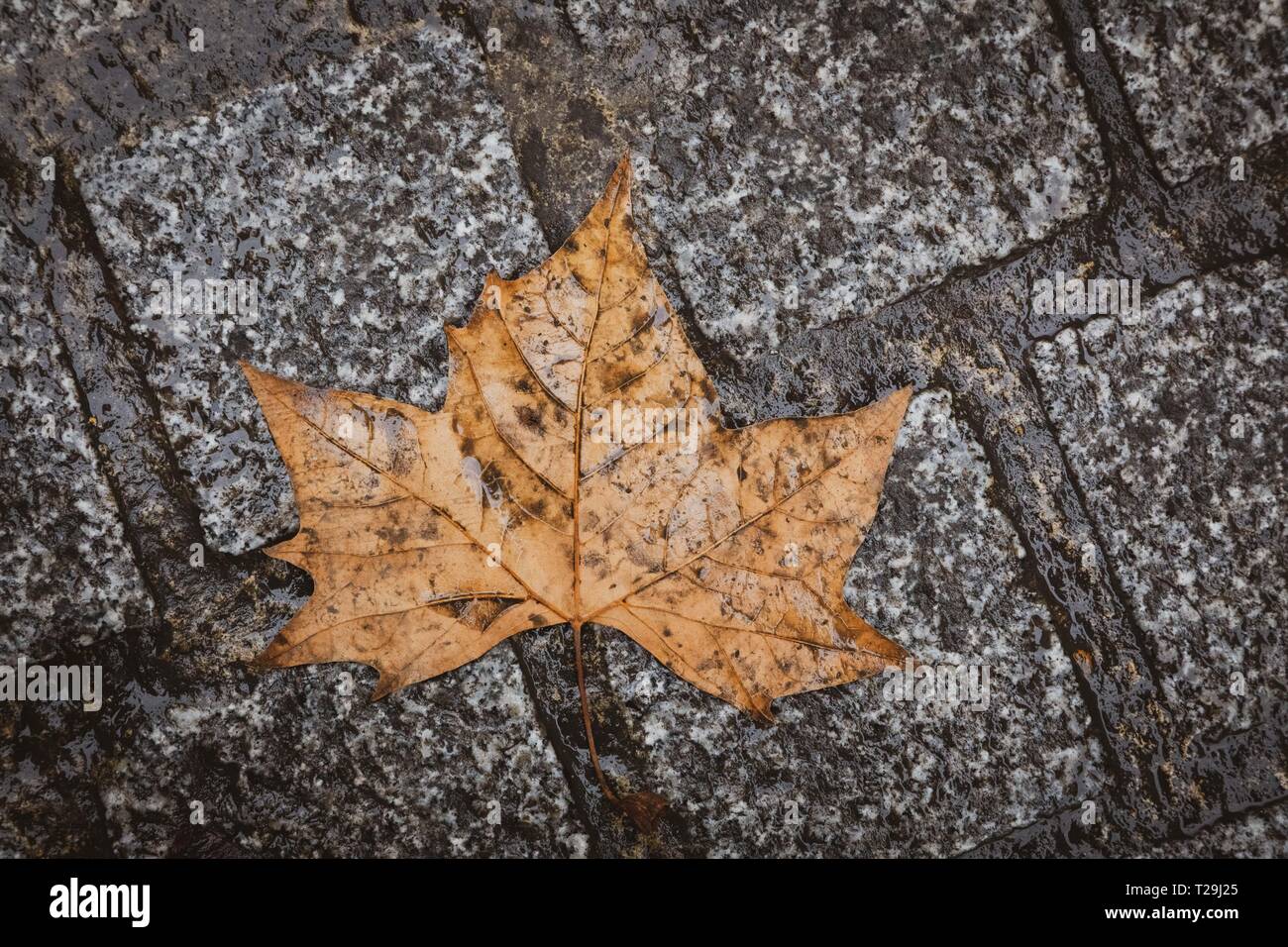 Wet bricks hi-res stock photography and images - Alamy
