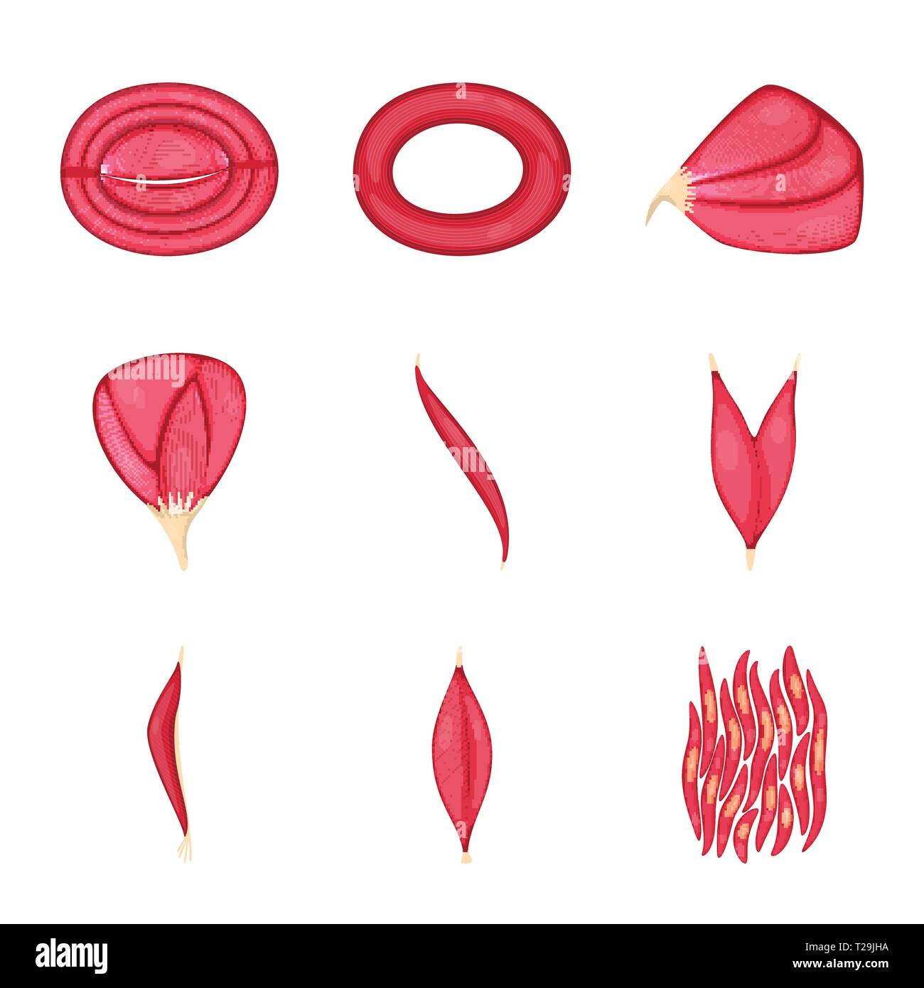 Isolated object of muscle and cells logo. Set of muscle and anatomy ...