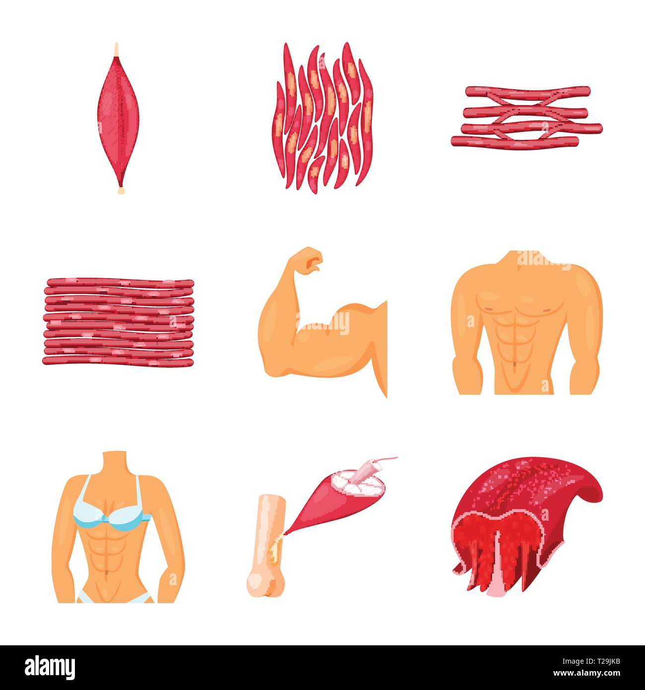Vector design of muscle and cells logo. Collection of muscle and ...