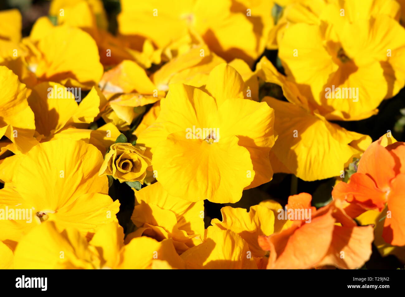 Tickle your fancy hi-res stock photography and images - Alamy