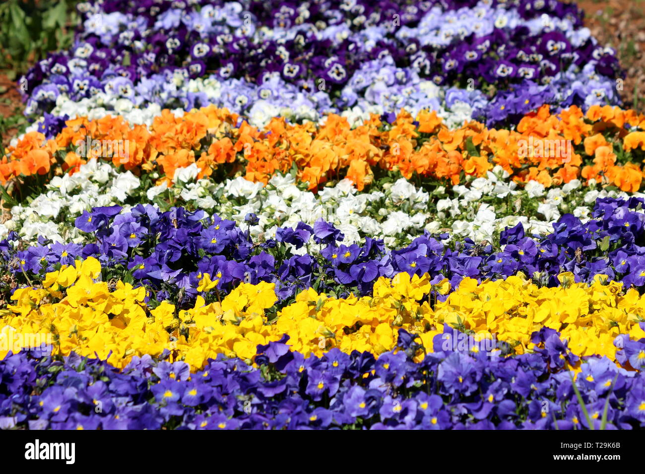 Hearts of various colors hi-res stock photography and images - Alamy