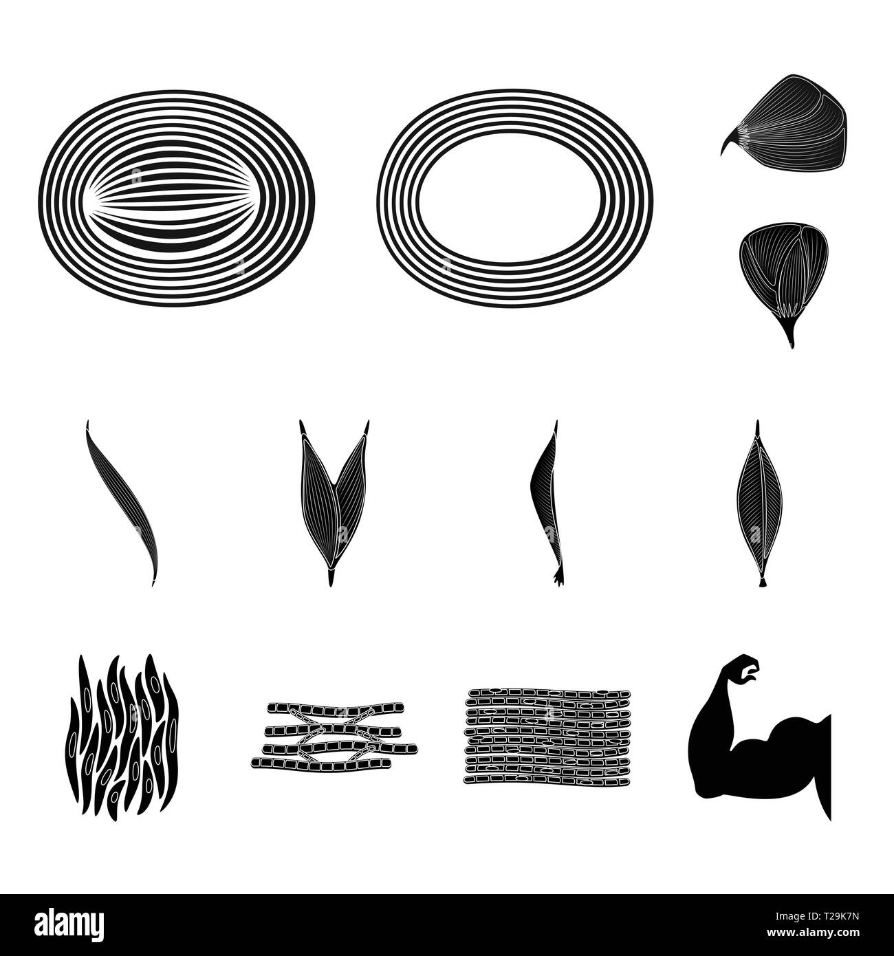 Isolated object of human and body icon. Set of human and cells vector ...