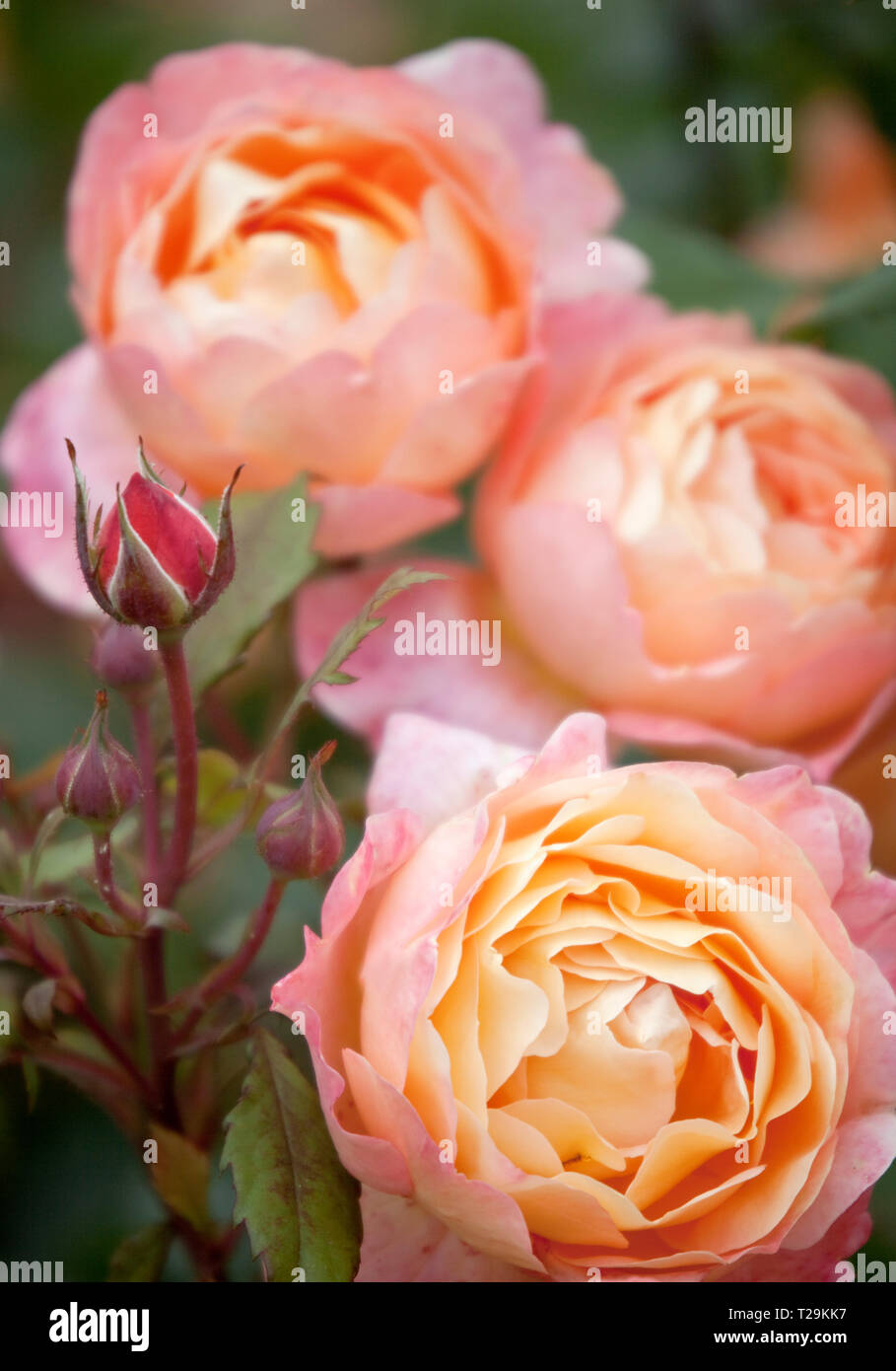 Rosa Lady Hamilton Rose Stock Photo - Alamy