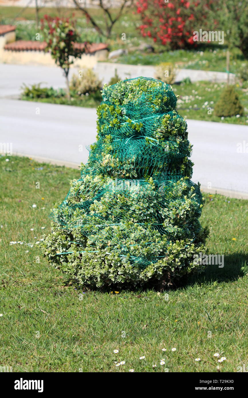 Decorative evergreen bush covered in protective net and tied tightly ...