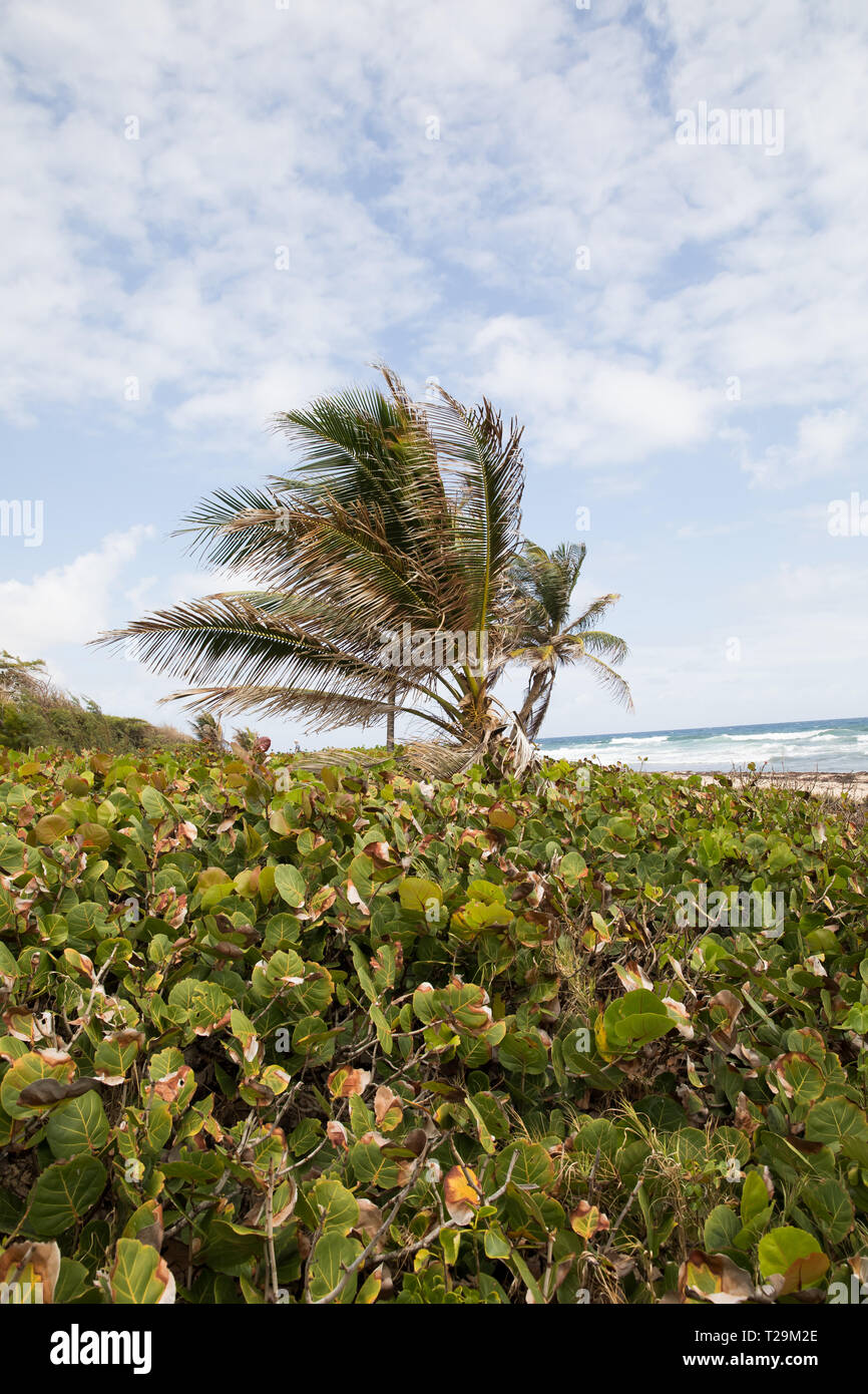 Sea weed in barbados hi-res stock photography and images - Alamy