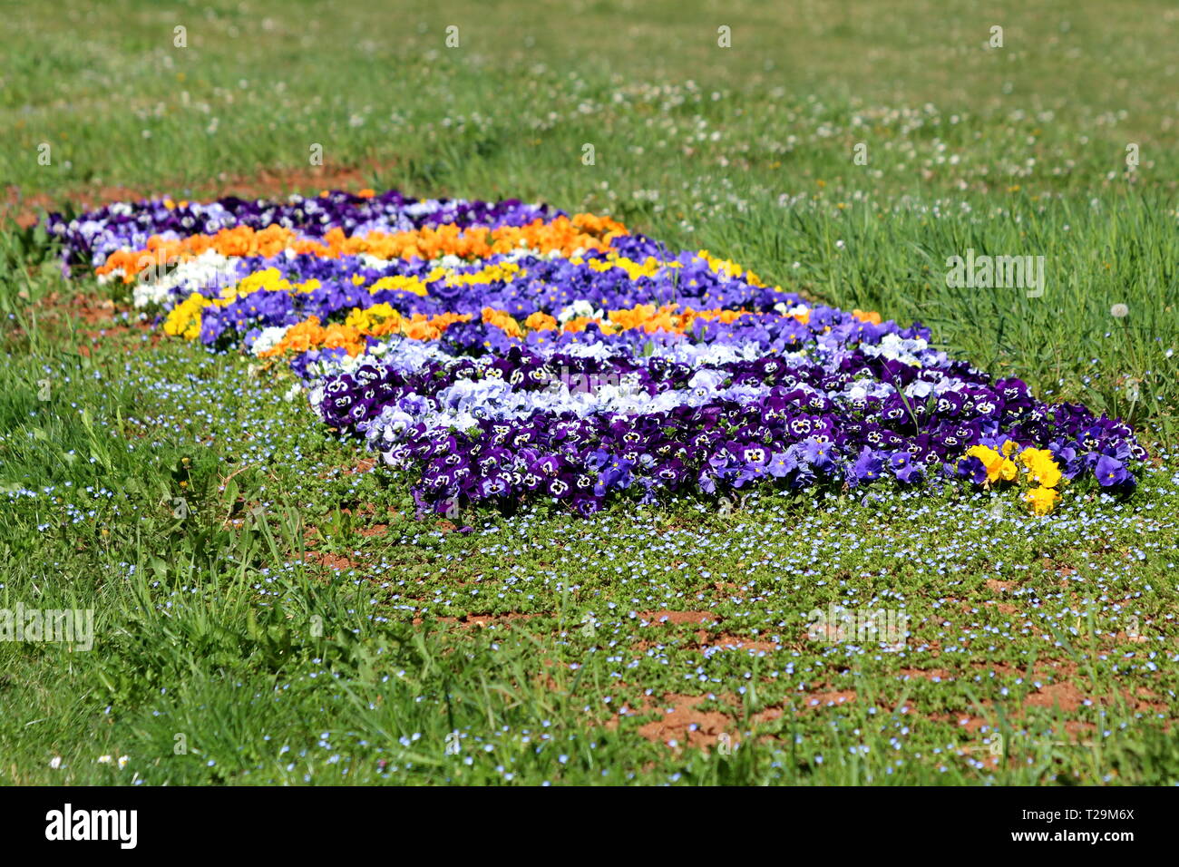 Heart ease flowers hi-res stock photography and images - Alamy