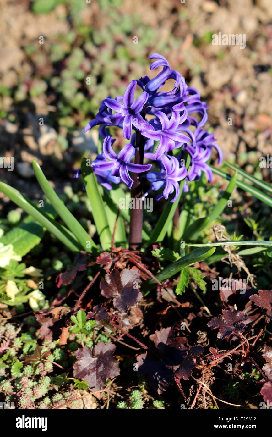 Hyacinths or Hyacinthus flowering plant full of small blue fully open ...