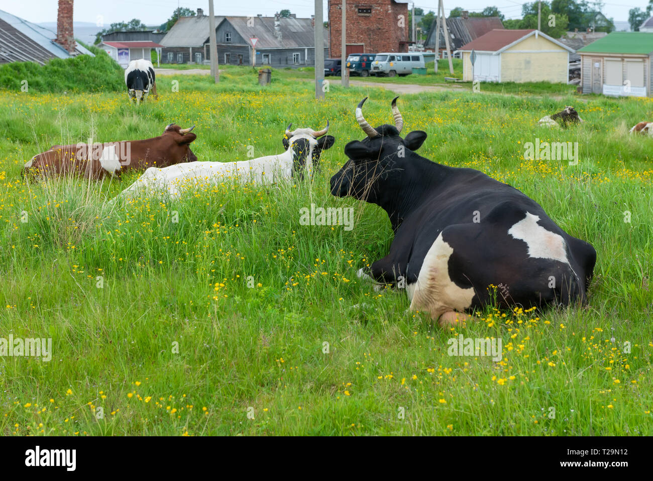Resting dairy cows hi-res stock photography and images - Alamy