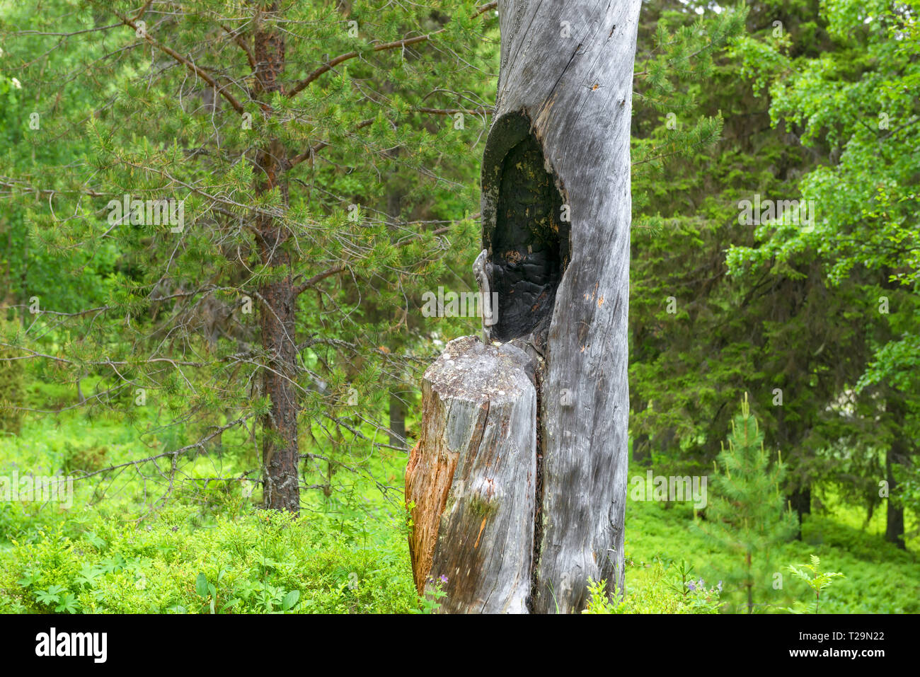 The trunk of an old tree with a hollow burnt inside Stock Photo - Alamy