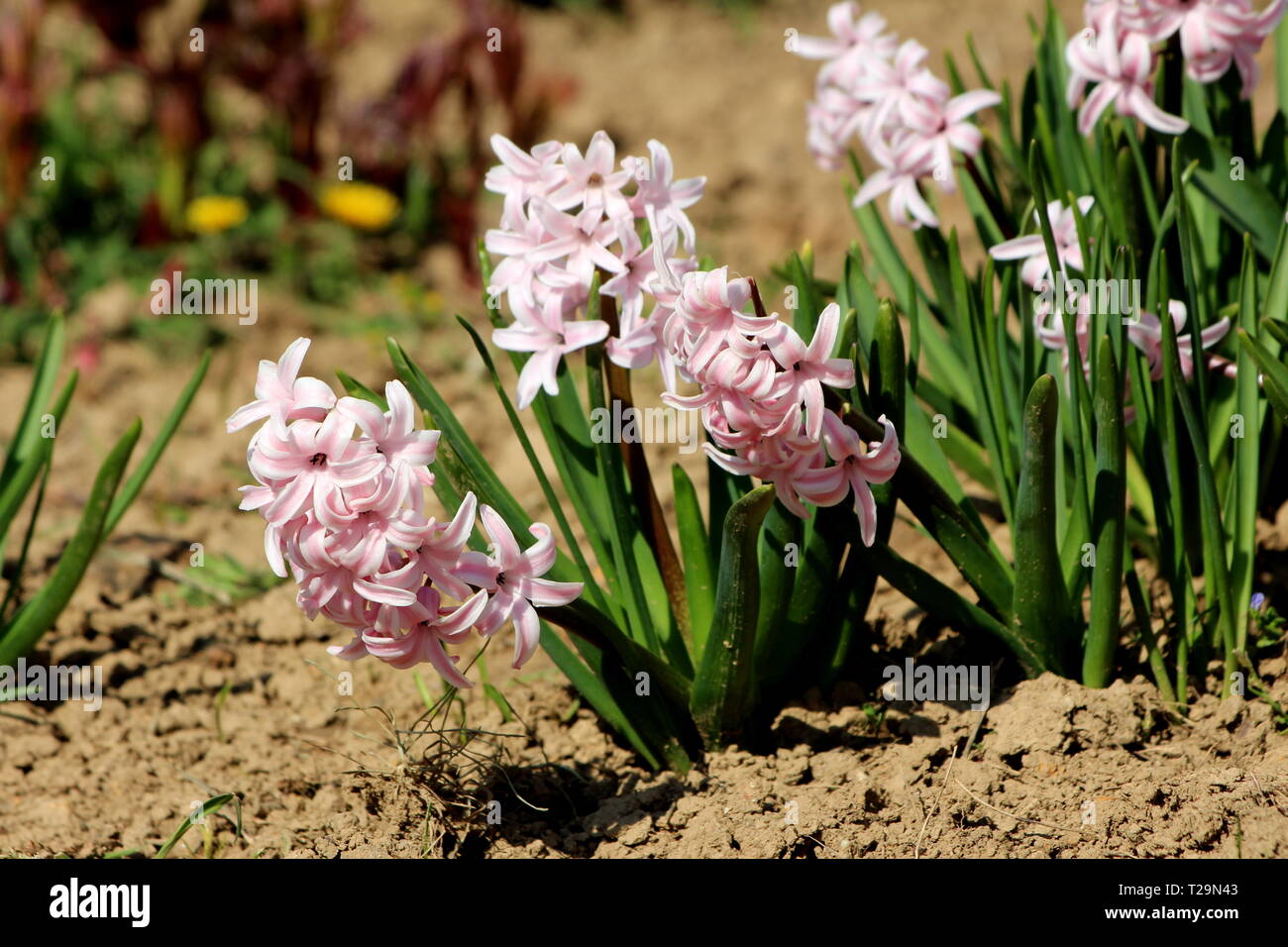 Multiple Hyacinths or Hyacinthus flowering plants full of small fully ...