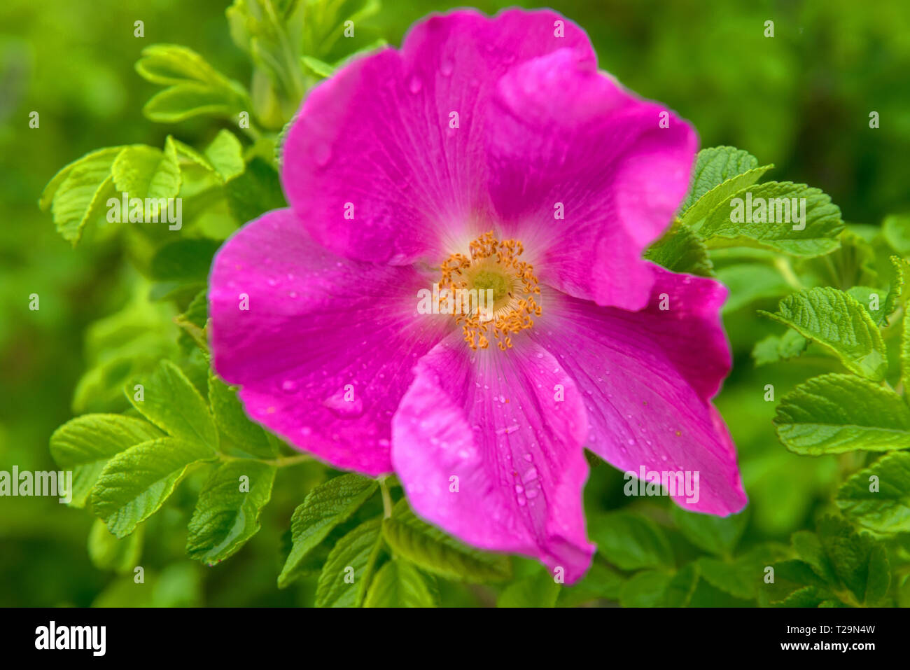 Wet flower texture hi-res stock photography and images - Alamy