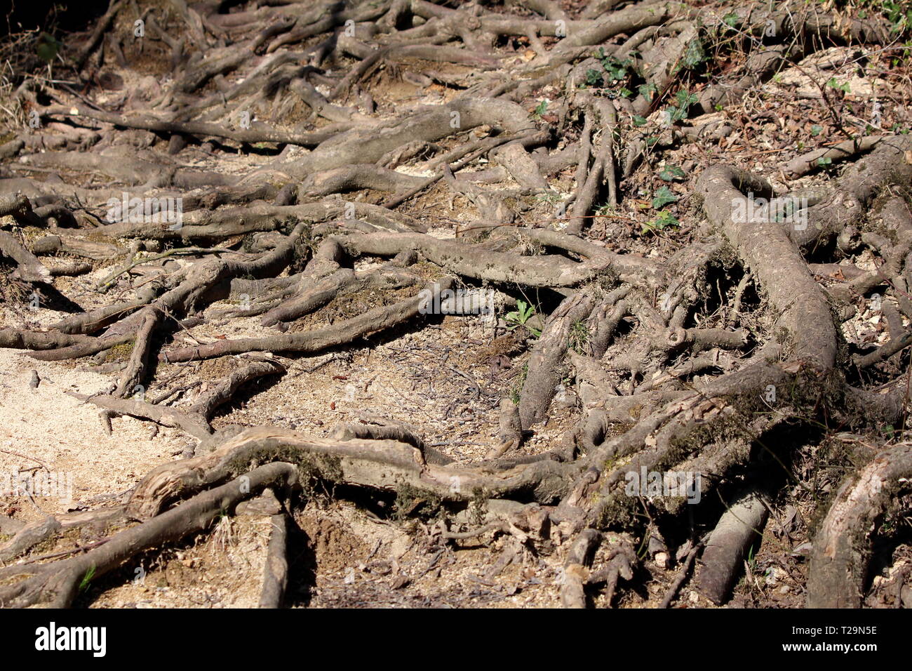 Multiple visible exposed tree roots growing in various directions ...