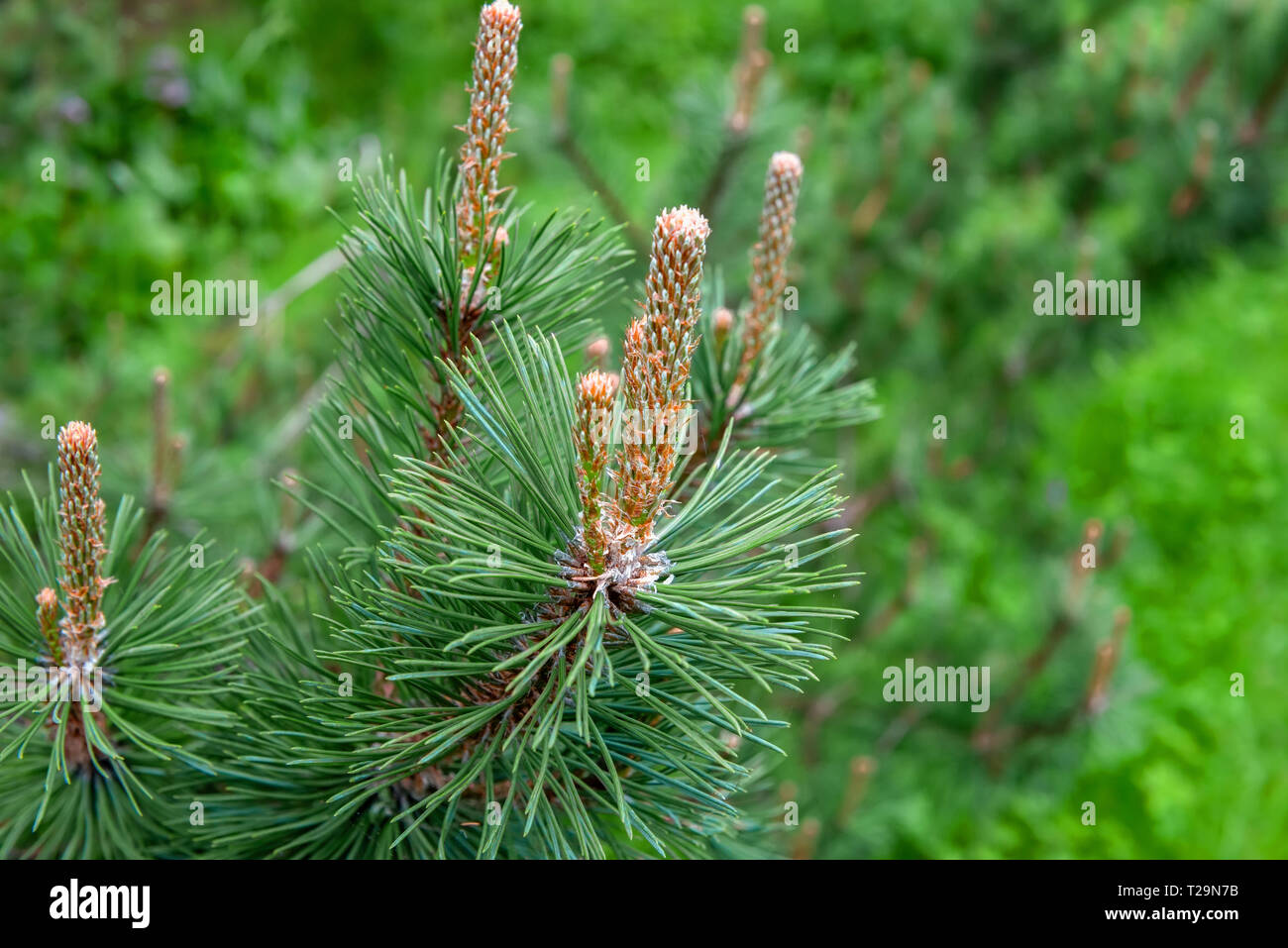 Pine branch during flowering Stock Photo - Alamy