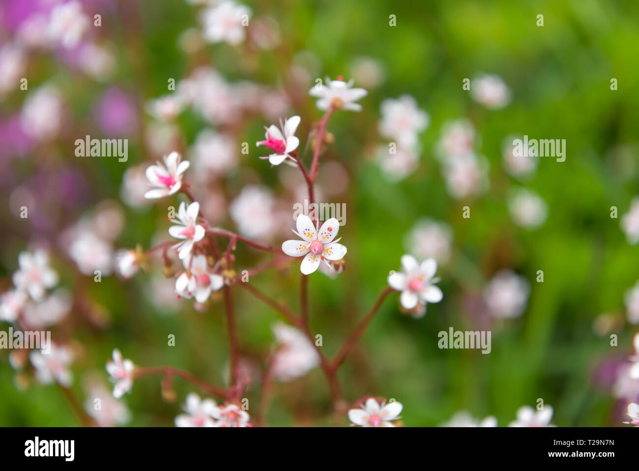 Small white flowers with a pink pestle Stock Photo - Alamy
