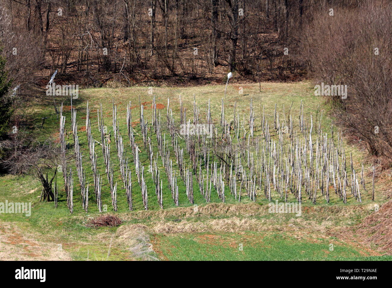 Multiple wooden poles hi-res stock photography and images - Alamy