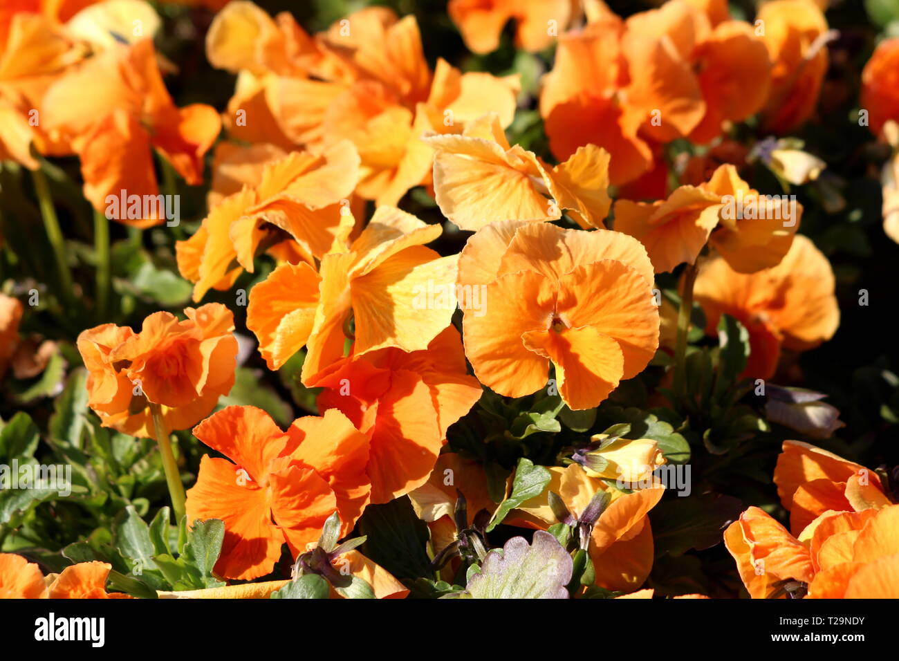 Heart ease flowers hi-res stock photography and images - Alamy