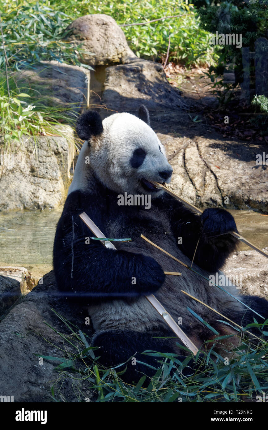 Giant panda is a conservation-reliant vulnerable species Stock Photo ...