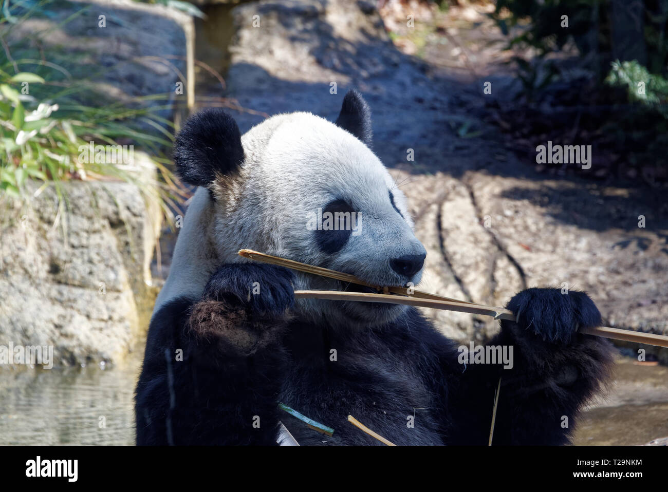 Conservation of the species hi-res stock photography and images - Alamy