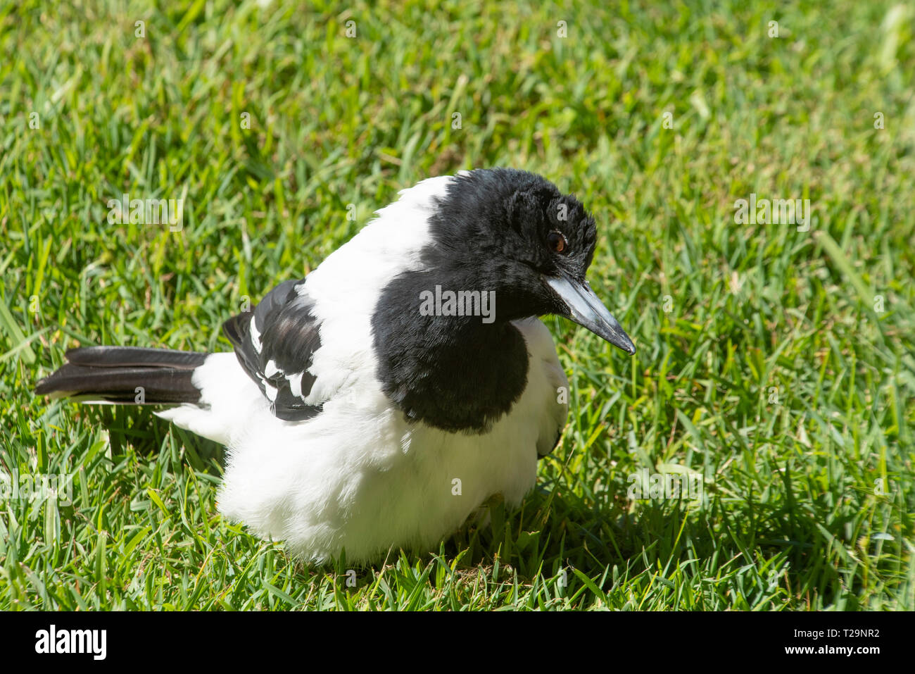 butcher bird on a suburban lawn Stock Photo - Alamy