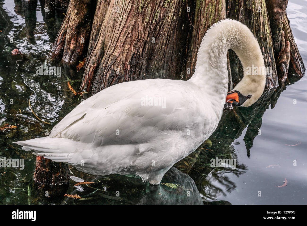 Orlando tourism hi-res stock photography and images - Alamy