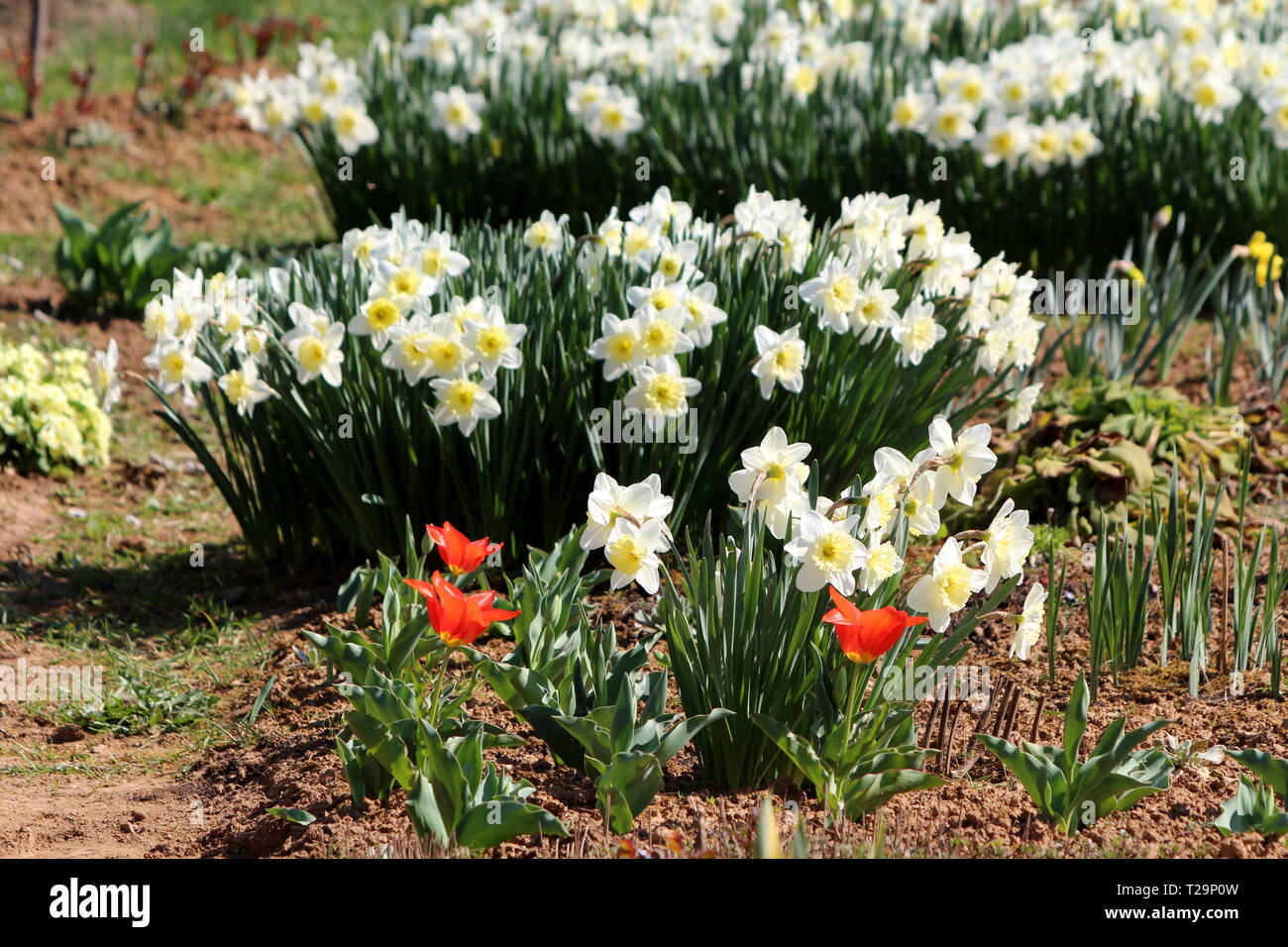 Perennial herbaceous bulbiferous geophytes hi-res stock photography and ...