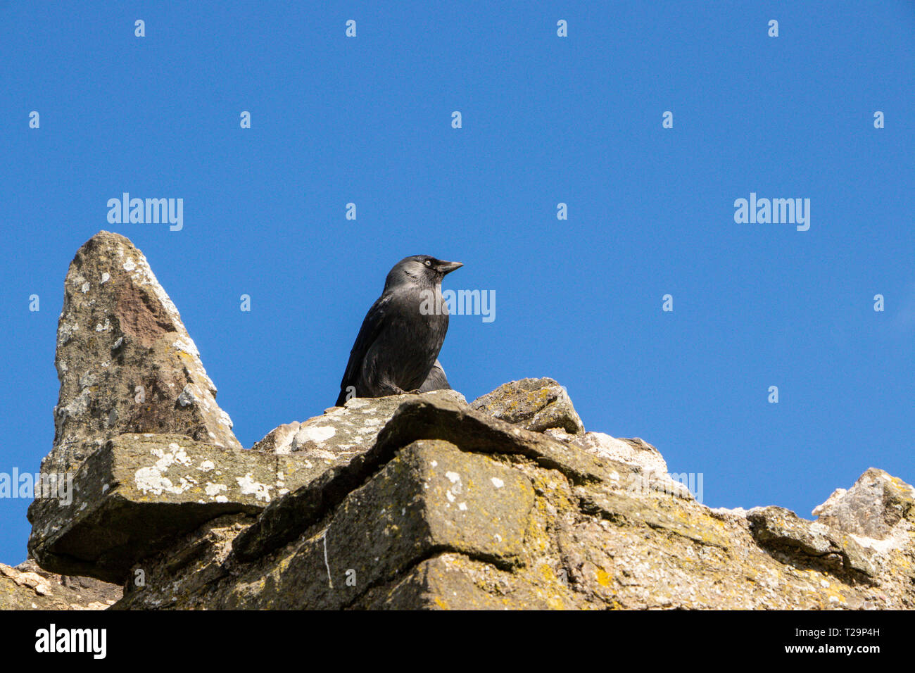 close up of rook or raven sitting on top of stone tower in Conwy castle ...