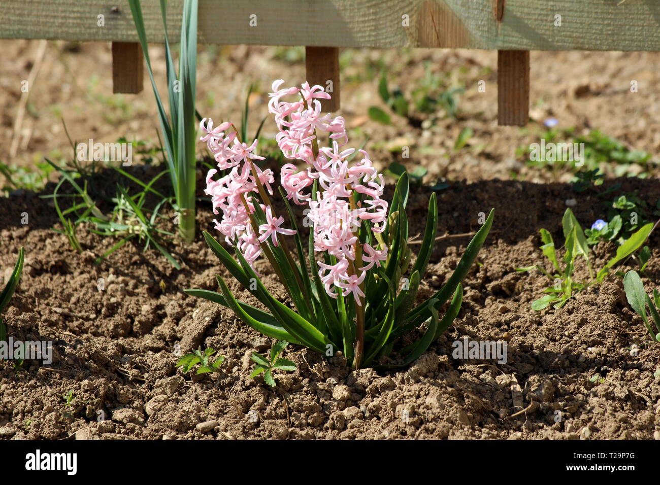 Single Hyacinths or Hyacinthus flowering plant full of small fully open ...