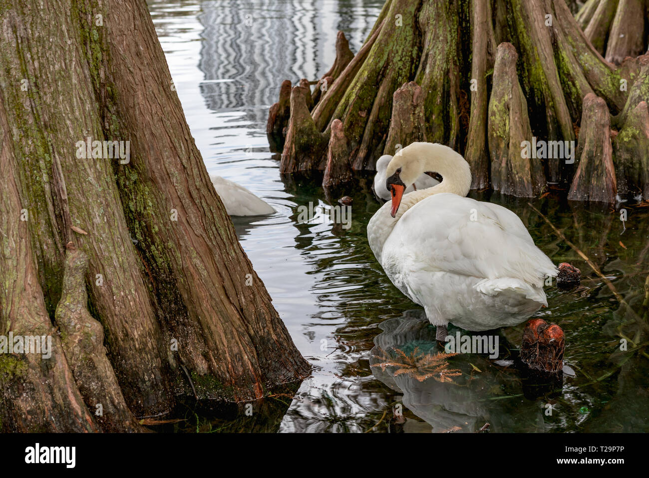 White Swan in Lake Eola Park, Downtown Orlando, Florida, United States ...